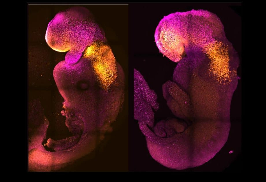 Scientists score major breakthrough in drive to create ‘synthetic ...